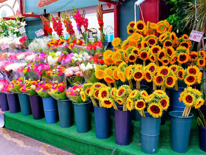 Flor De Nueva York Flores De Cerezo En Central Park En Nueva York,
